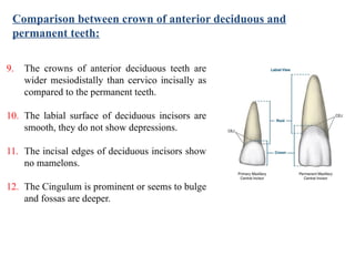 Primary teeth in Comparision to permanent dention .pptx | Oral care ...