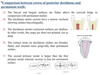 Primary teeth in Comparision to permanent dention .pptx | Oral care ...