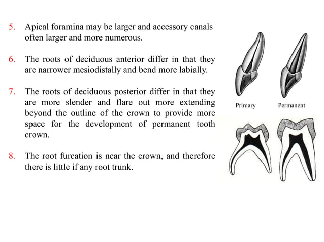 Primary teeth in Comparision to permanent dention .pptx | Oral care ...