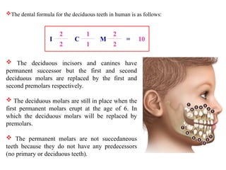 Primary teeth in Comparision to permanent dention .pptx