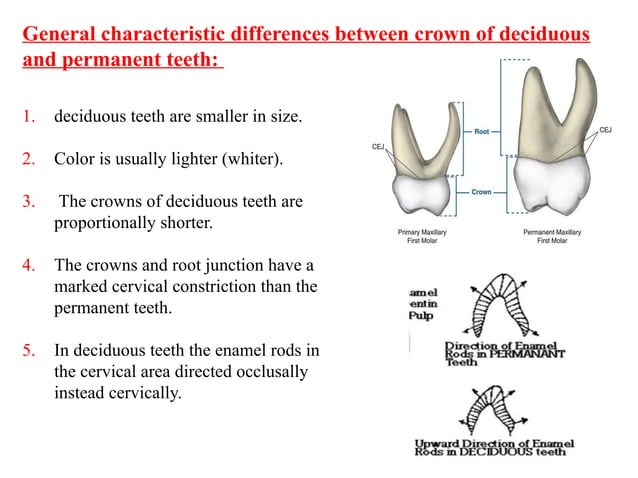 Primary teeth in Comparision to permanent dention .pptx | Oral care ...