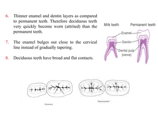 Primary teeth in Comparision to permanent dention .pptx | Oral care ...