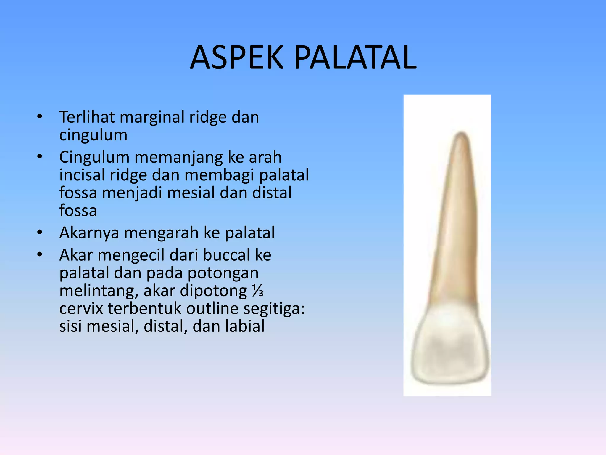 Primary teeth original | PPTX