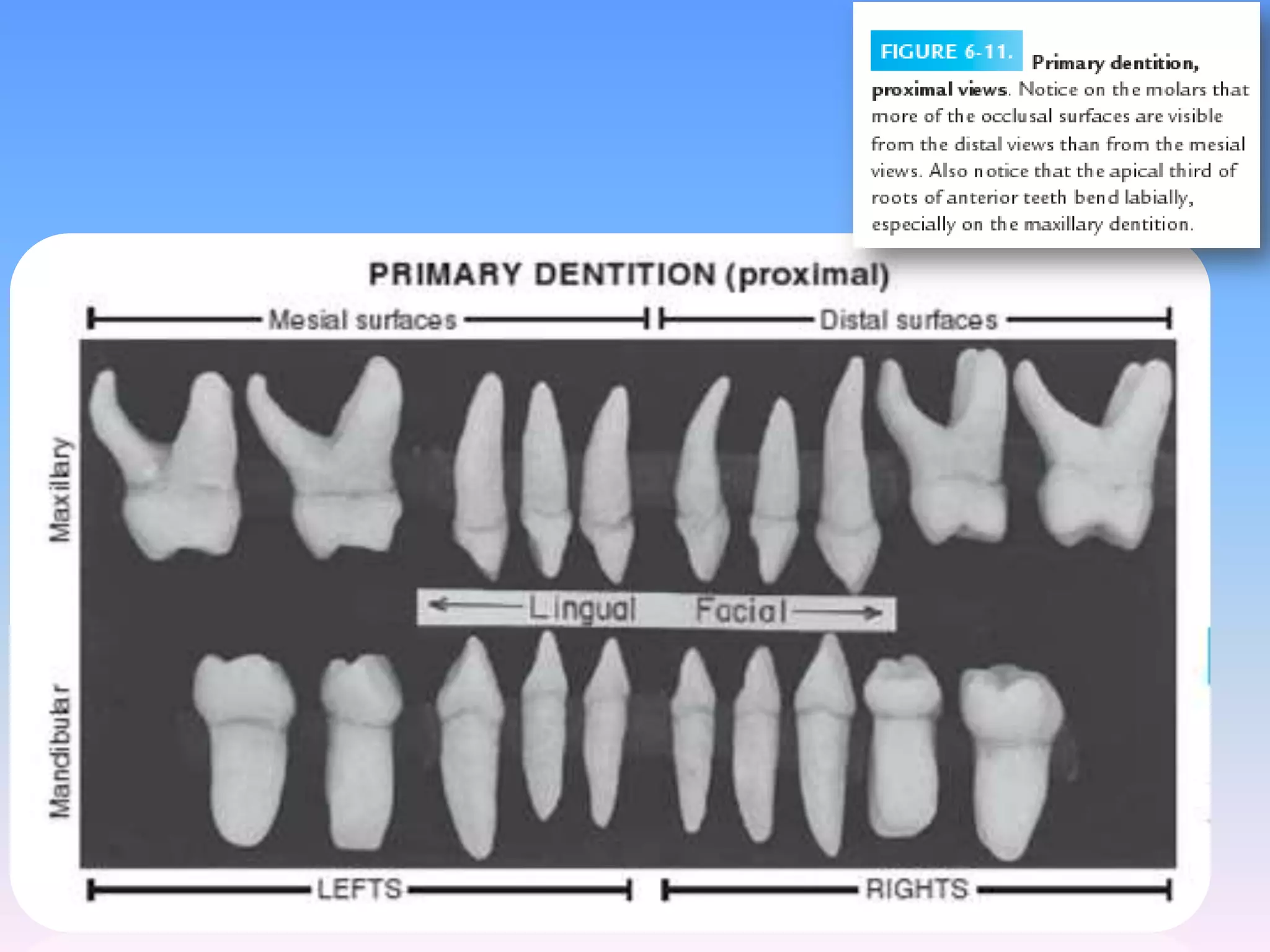 Primary teeth original | PPTX
