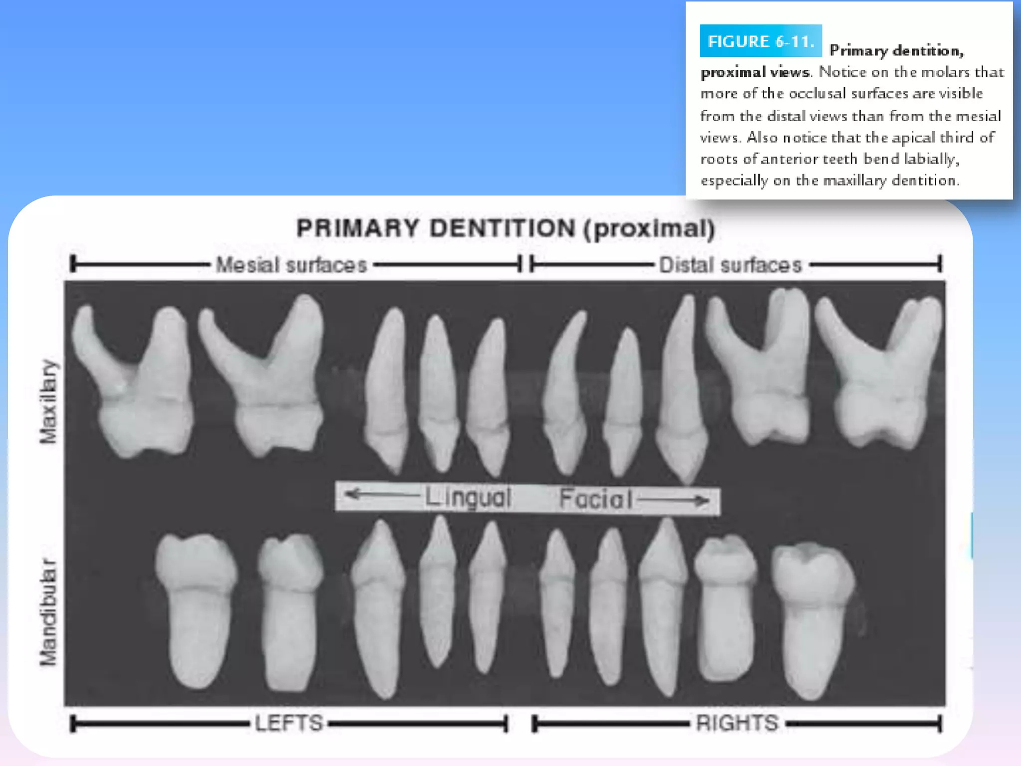 Primary teeth original | PPT