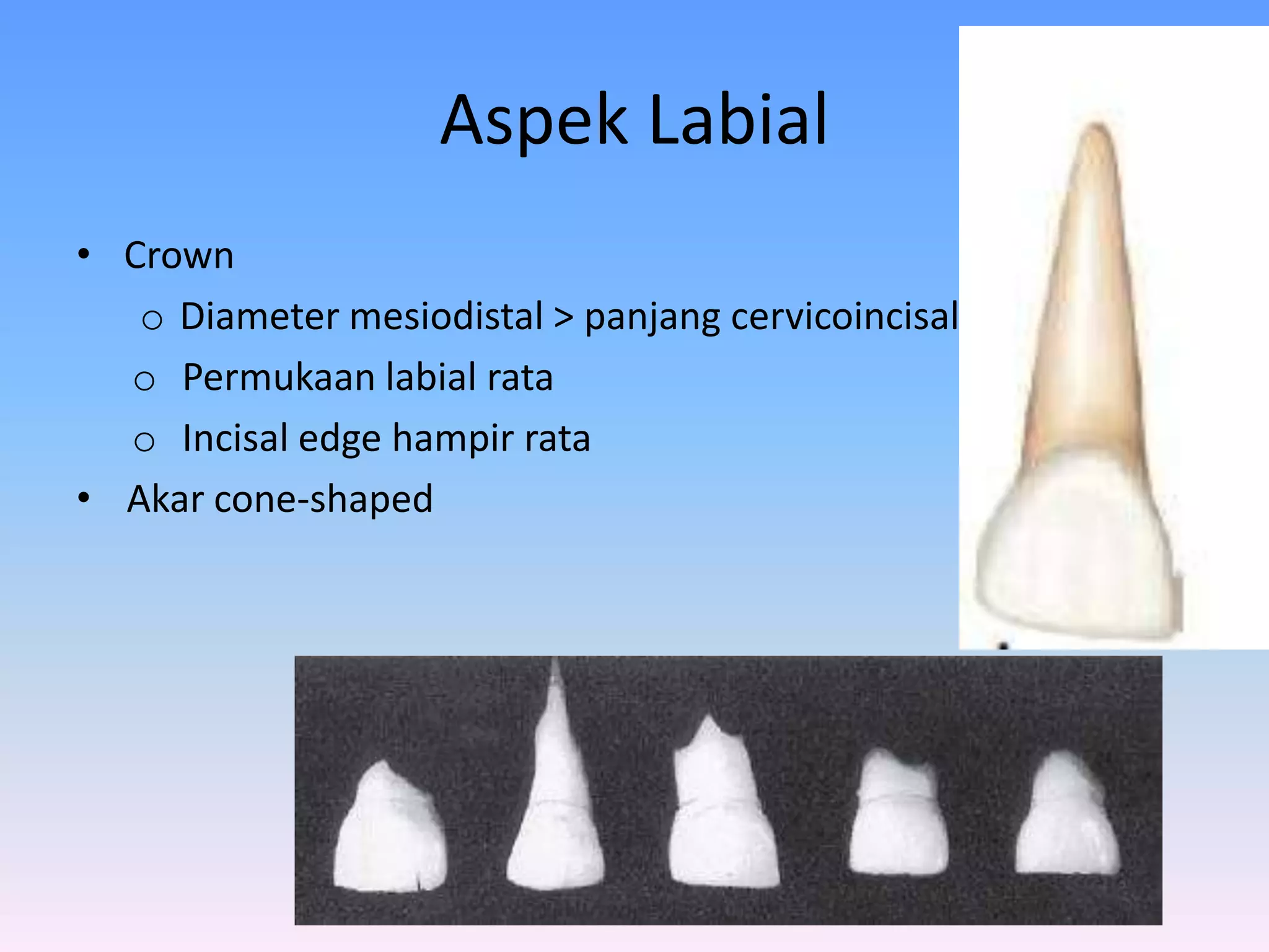 Primary teeth original | PPTX