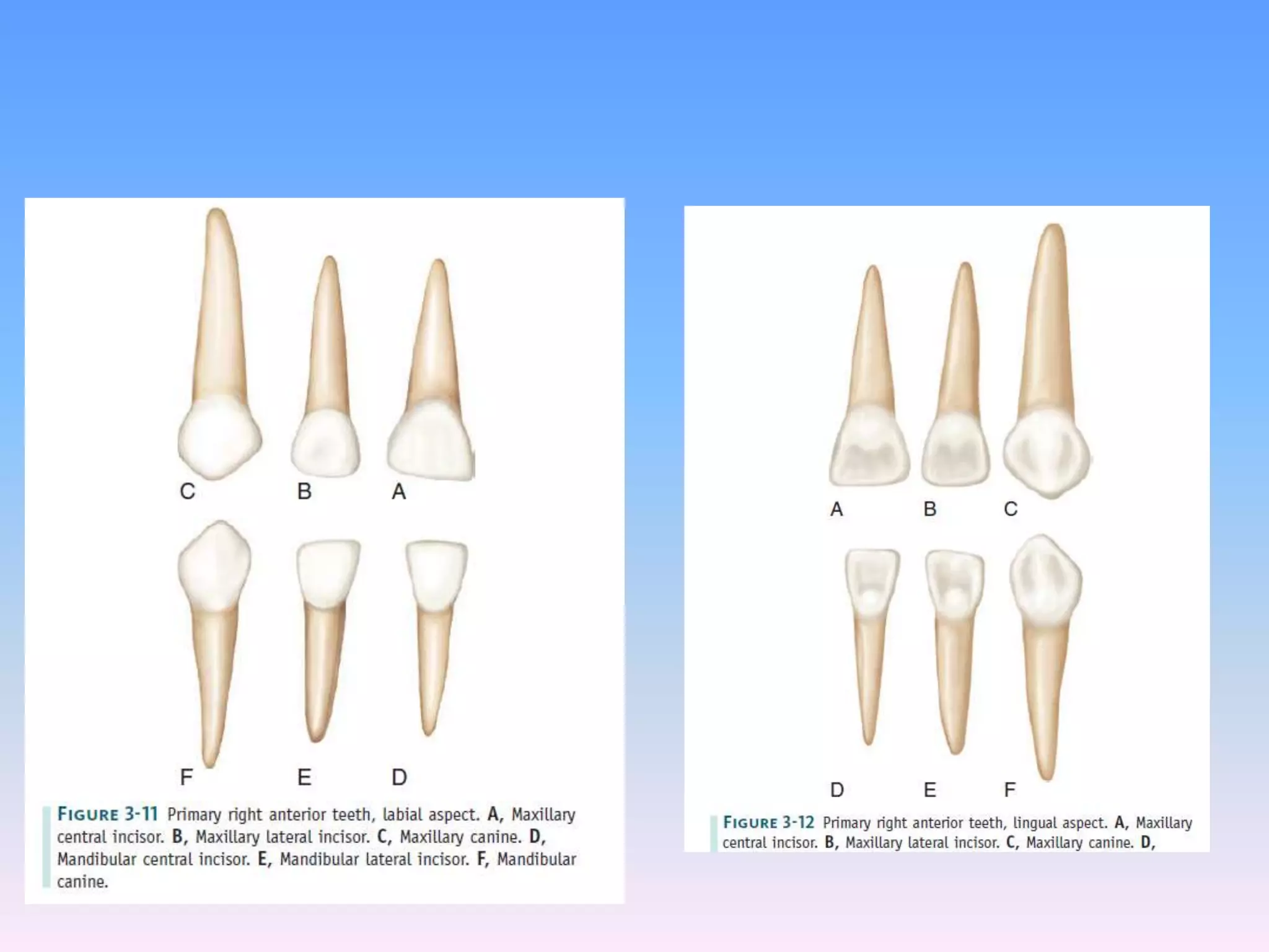 Primary teeth original | PPTX