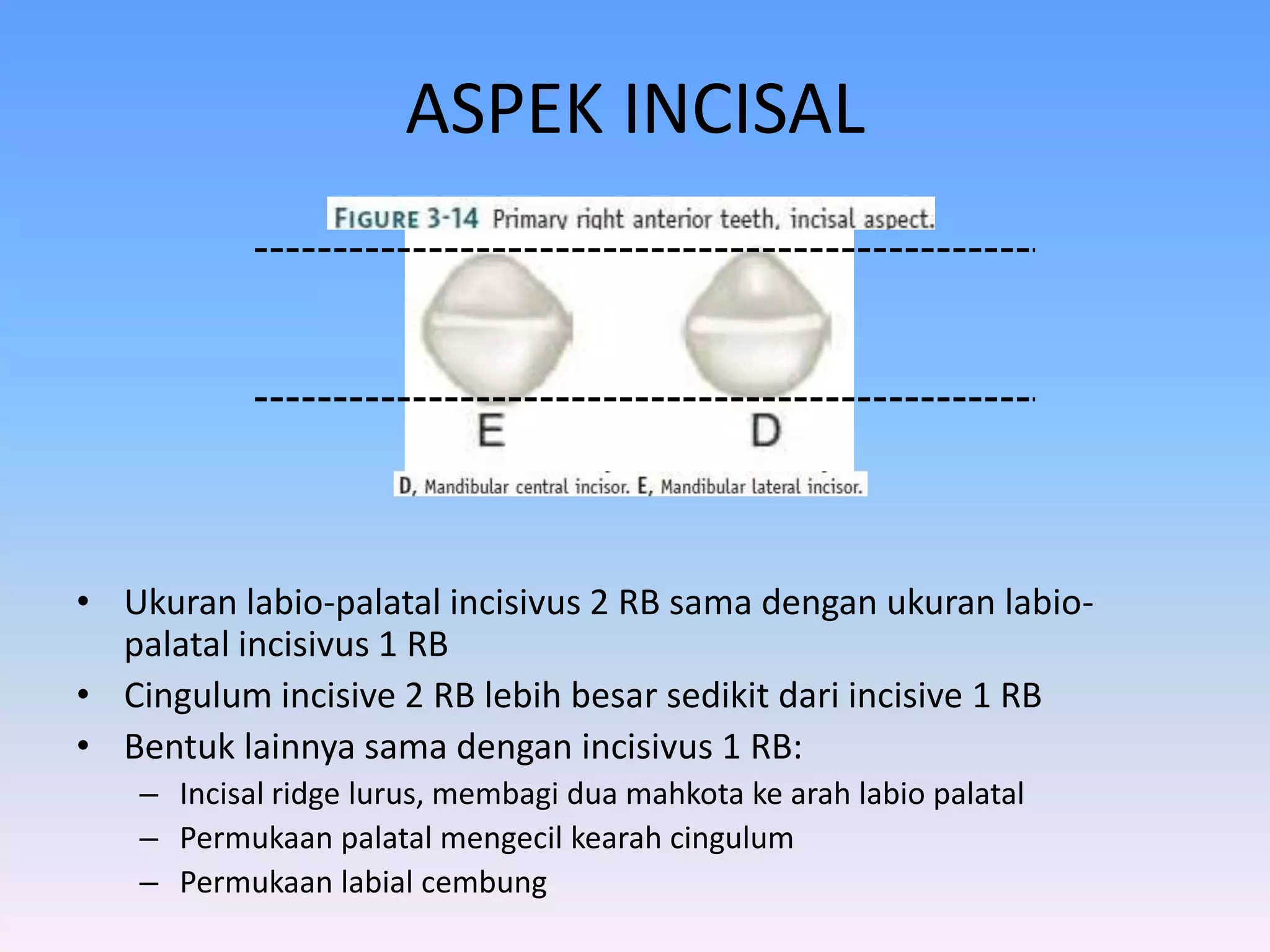 Primary teeth original | PPTX