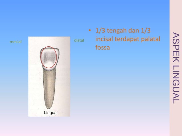 Primary teeth original | PPT