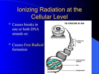primary types of radiation Ionizing h.ppt