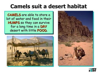 Primary View Point Interactive | PPT