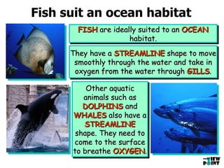 Primary View Point Interactive | PPT