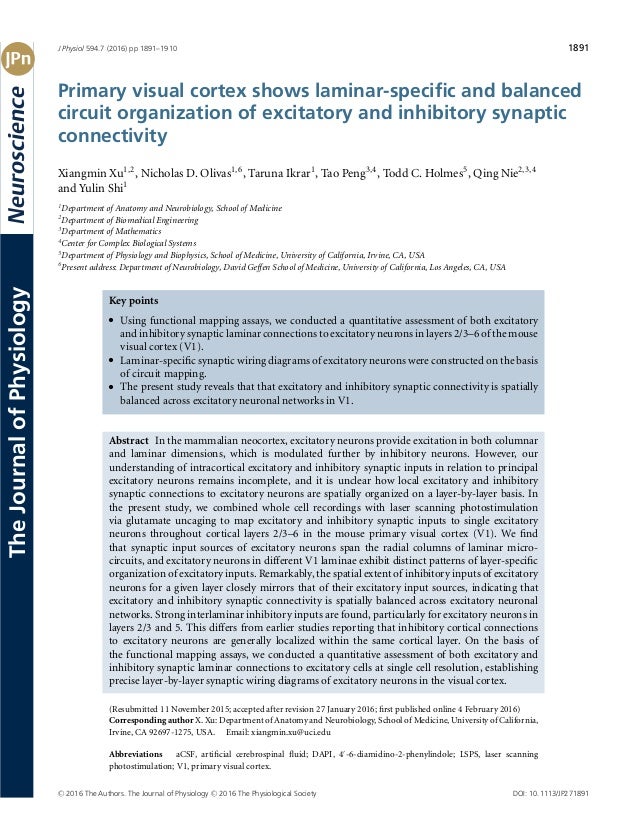 Primary Visual Cortex Shows Laminar Speciﬁc And Balanced Circuit Orga…