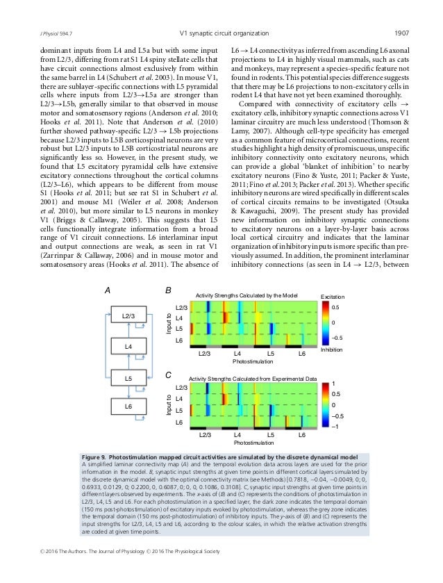 Primary Visual Cortex Shows Laminar Specific And Balanced Circuit Orga…
