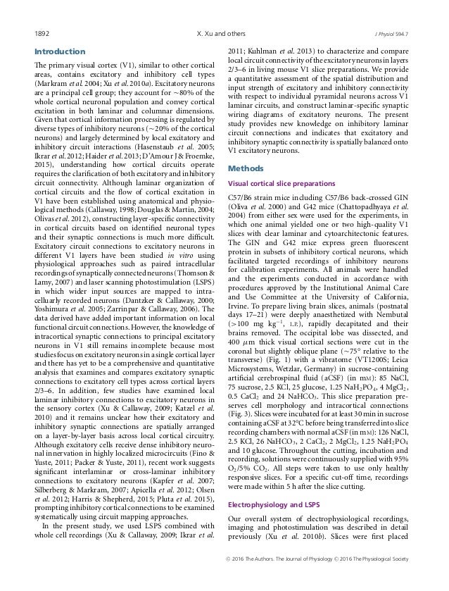 Primary Visual Cortex Shows Laminar Speciﬁc And Balanced Circuit Orga…
