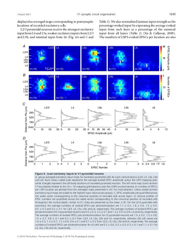 Primary Visual Cortex Shows Laminar Speciﬁc And Balanced Circuit Orga…
