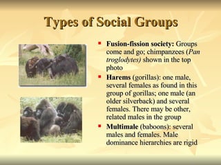 Primate Social Behavior | PPT