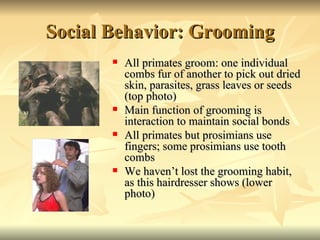 Primate Social Behavior | PPT