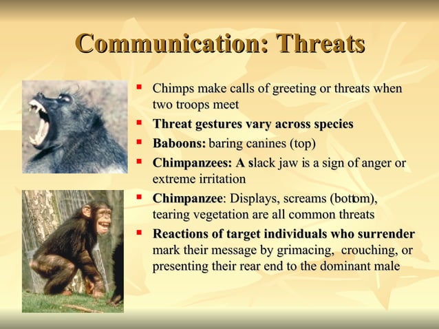 Primate Social Behavior | PPT