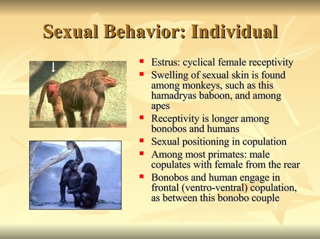 Primate Social Behavior | PPT