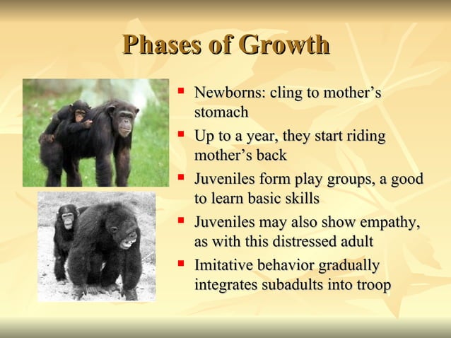 Primate Social Behavior | PPT