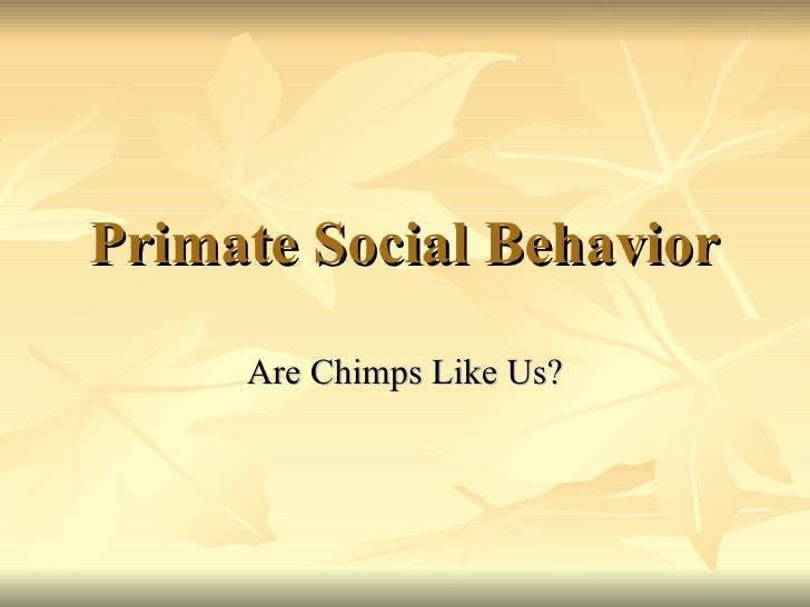 Primate Social Behavior