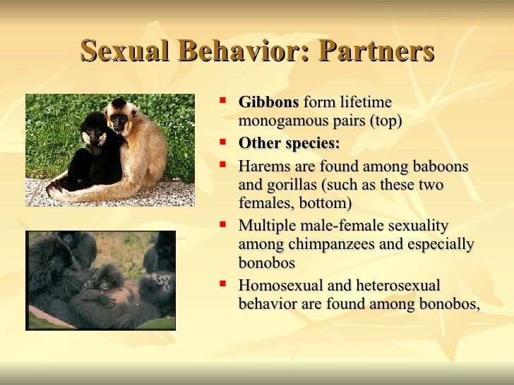 Primate Social Behavior