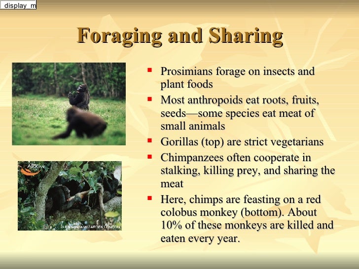 Primate Social Behavior