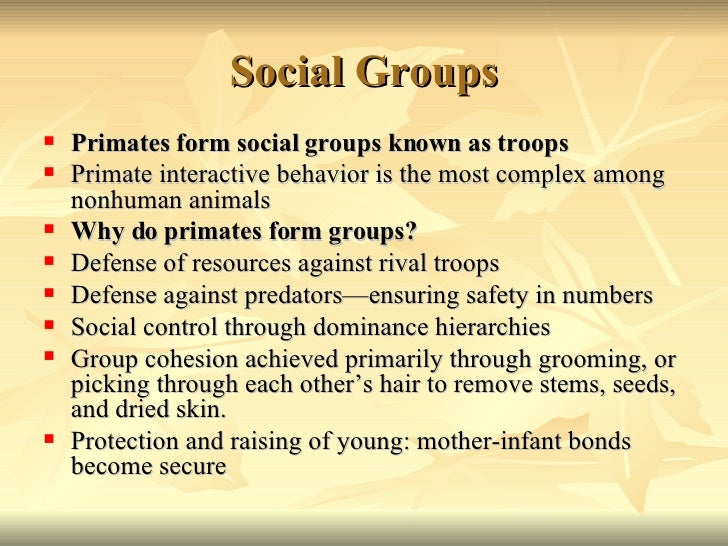 Primate Social Behavior