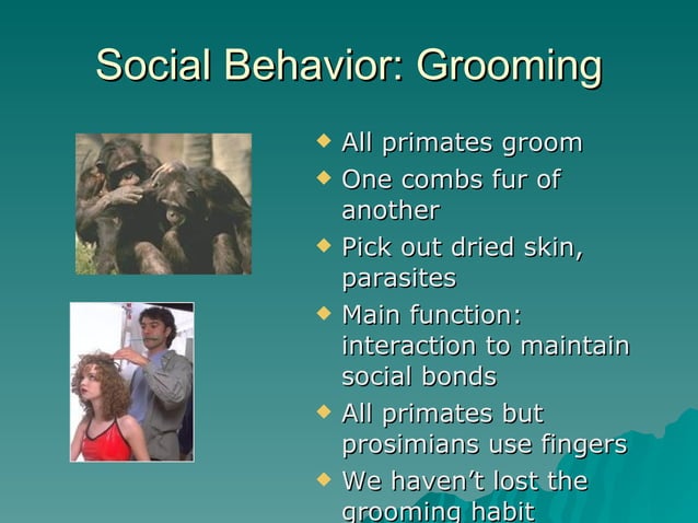 Primate Social Behavior