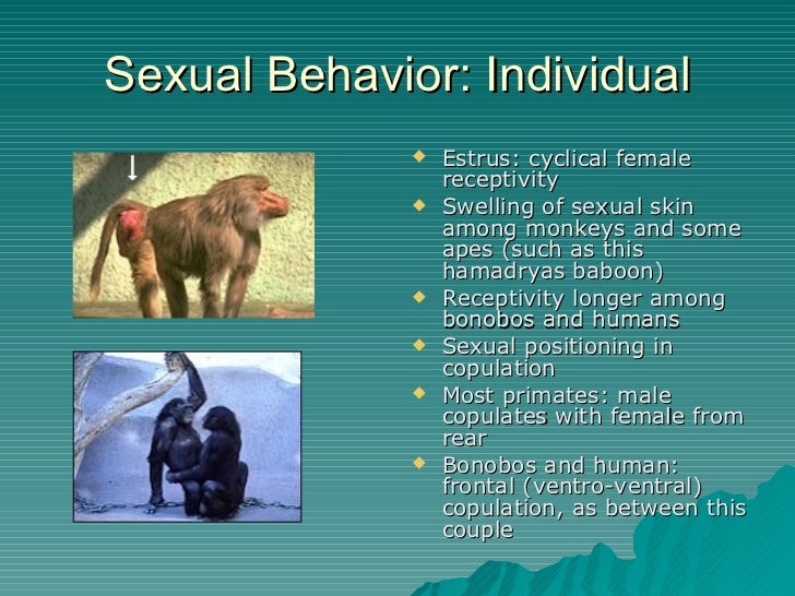 Primate Social Behavior