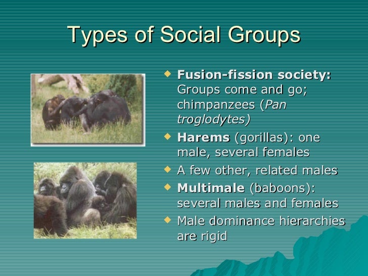 Primate Social Behavior