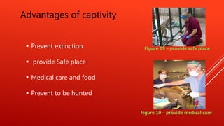 Primate behaviour in captivity | PPTX