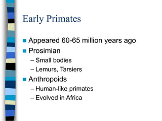 Primate Evolution | PPT