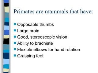 Primate Evolution | PPT