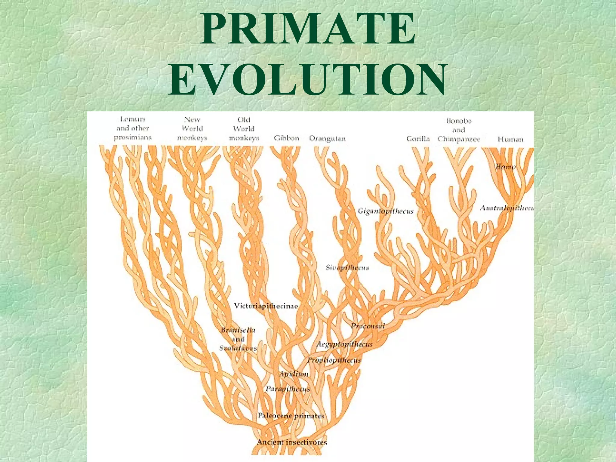 Primate evolution | PPT