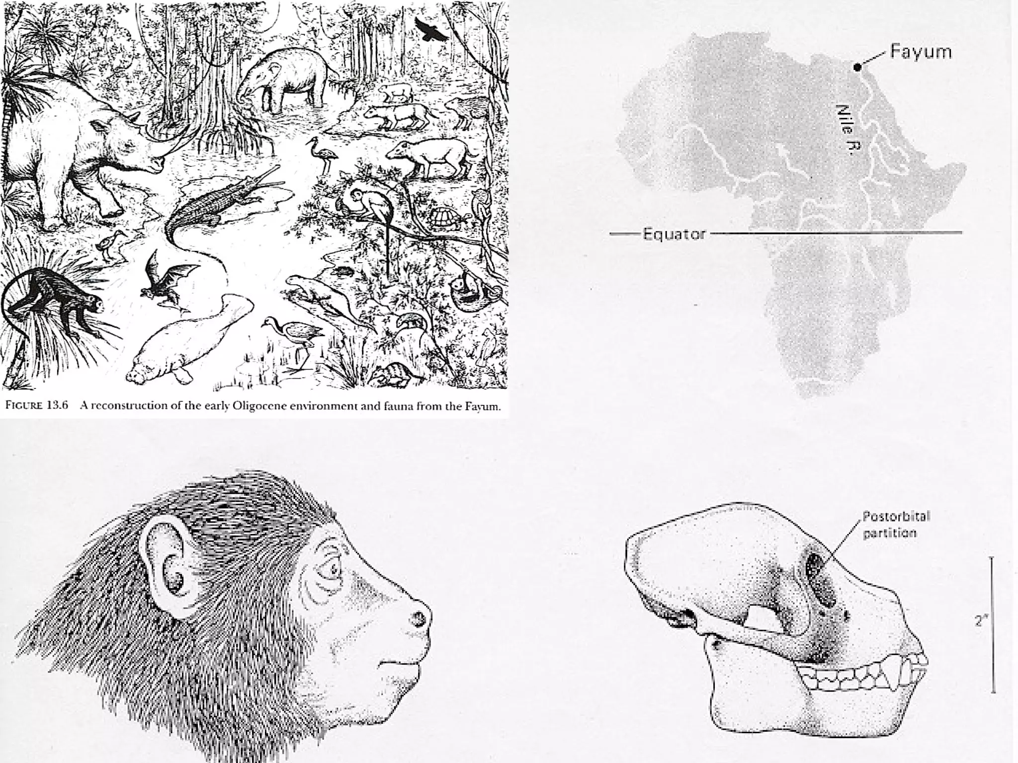 Primate evolution | PPT