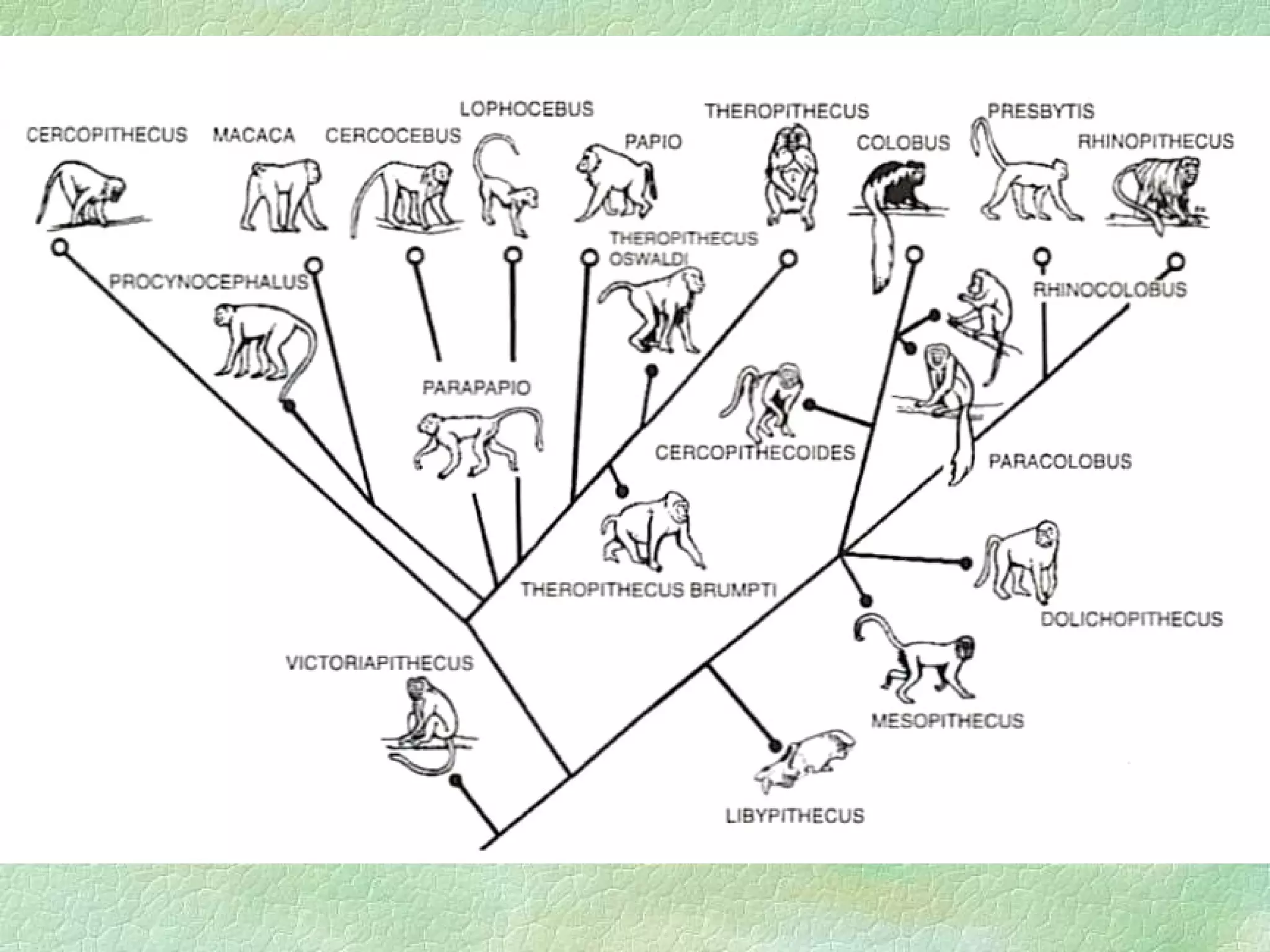Primate evolution | PPT