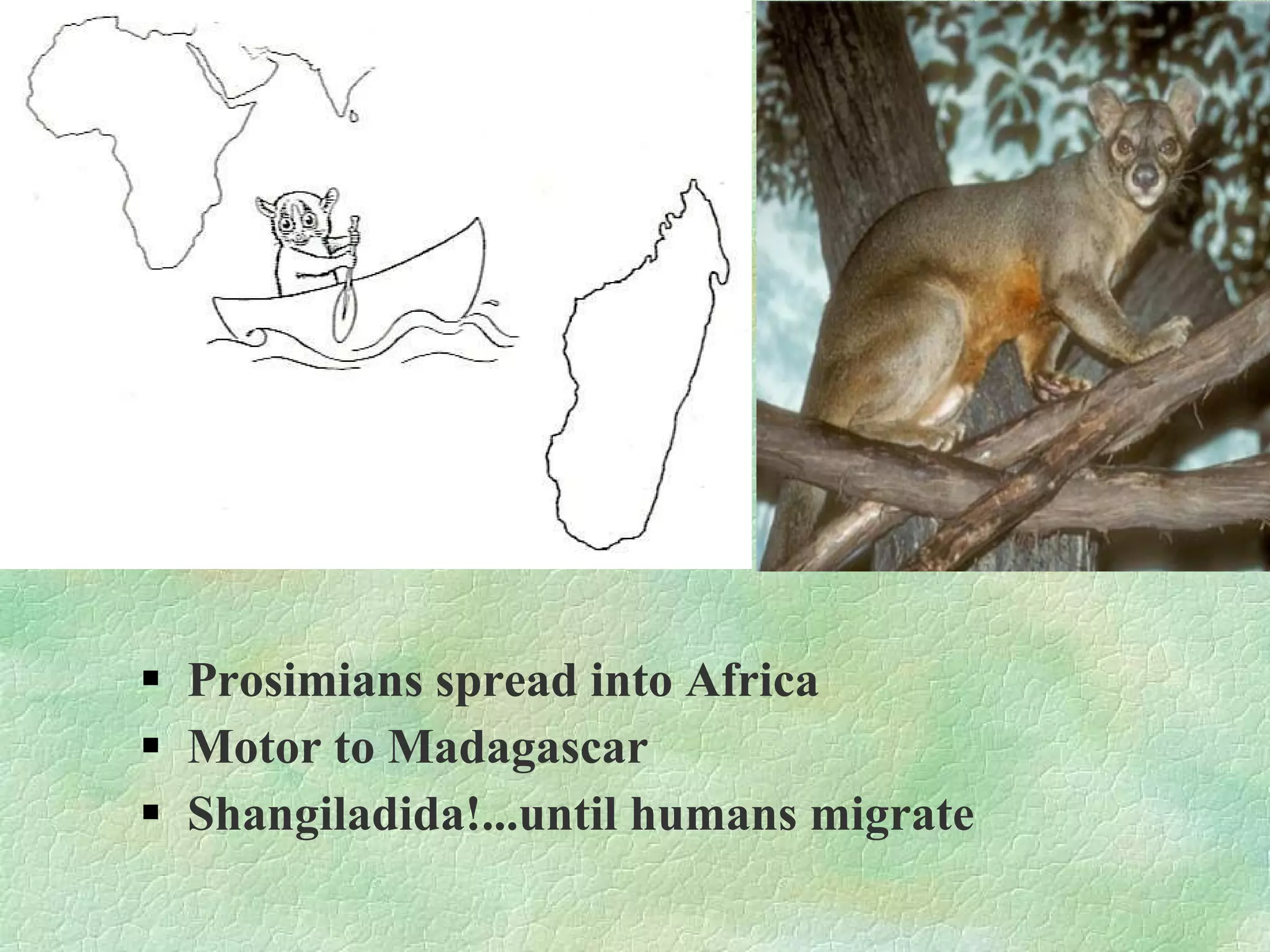 Primate evolution | PPT