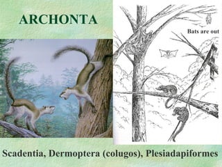 Primate evolution | PPT