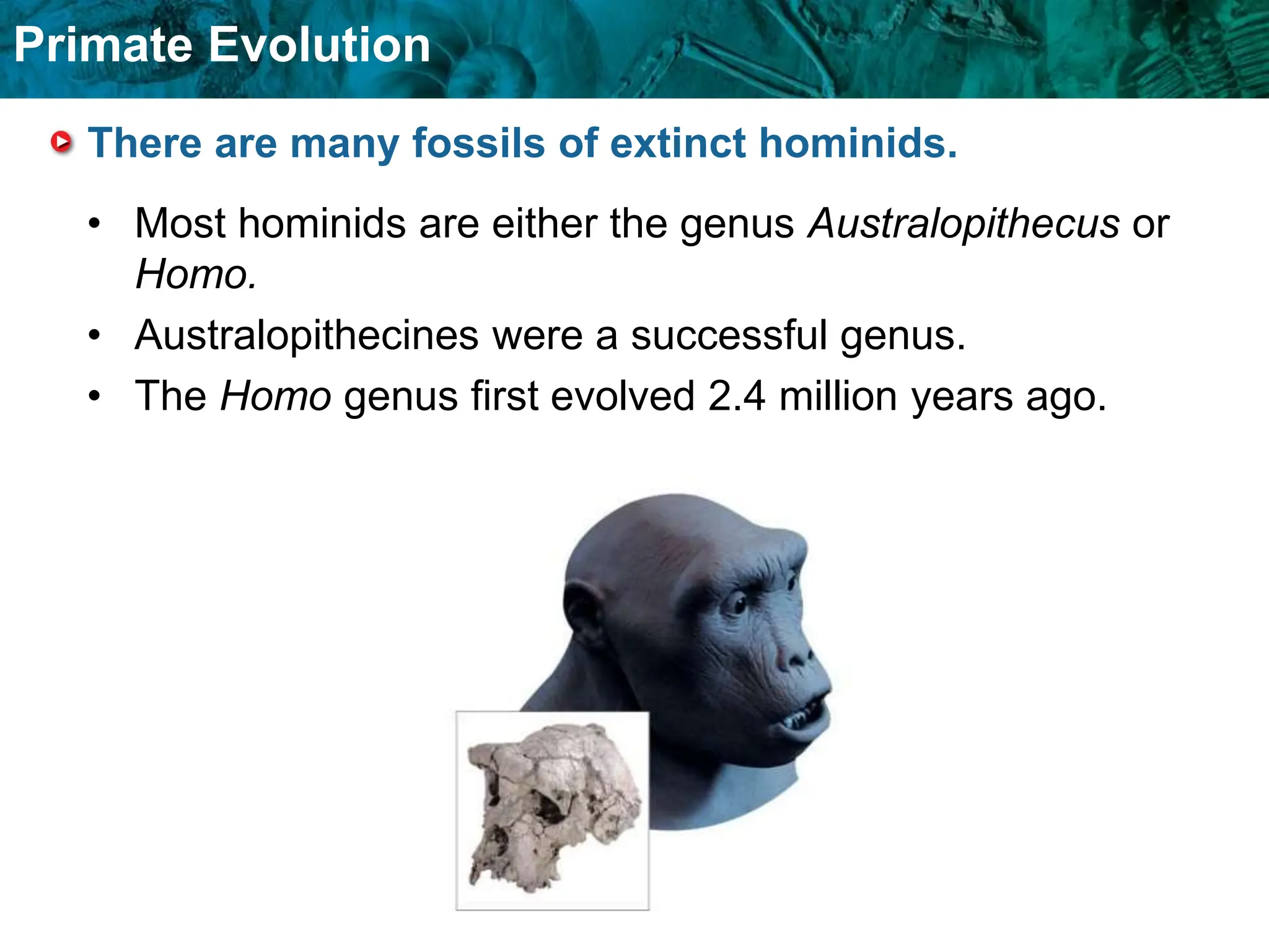 Primate Evolution.ppt