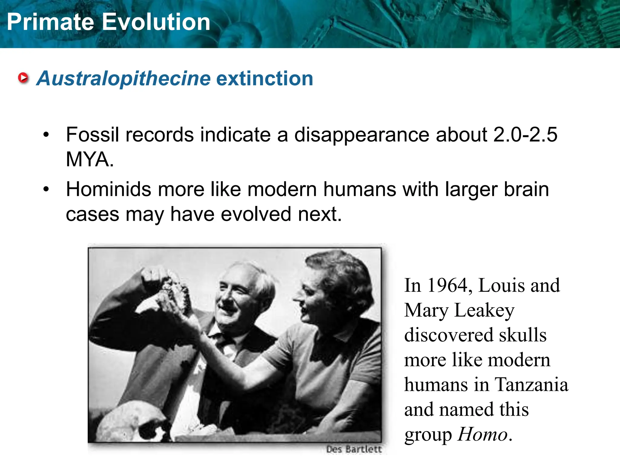 Primate Evolution.ppt