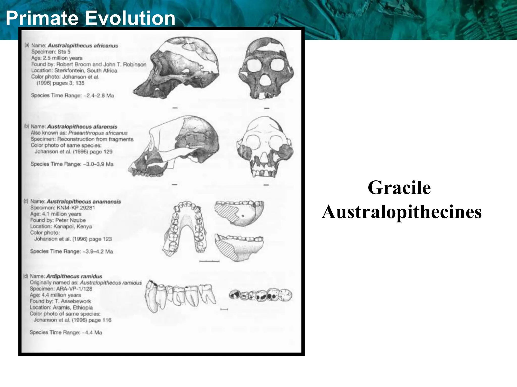 Primate Evolution.ppt