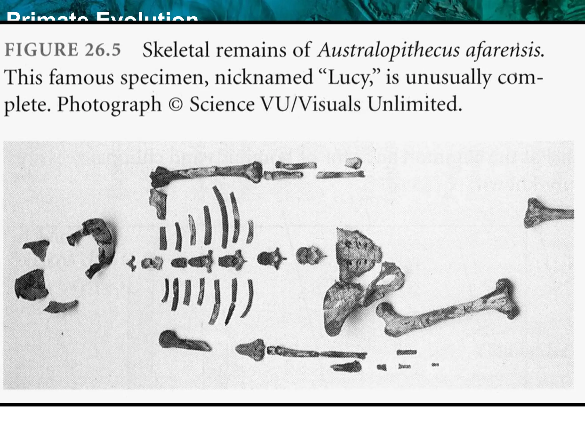 Primate Evolution.ppt