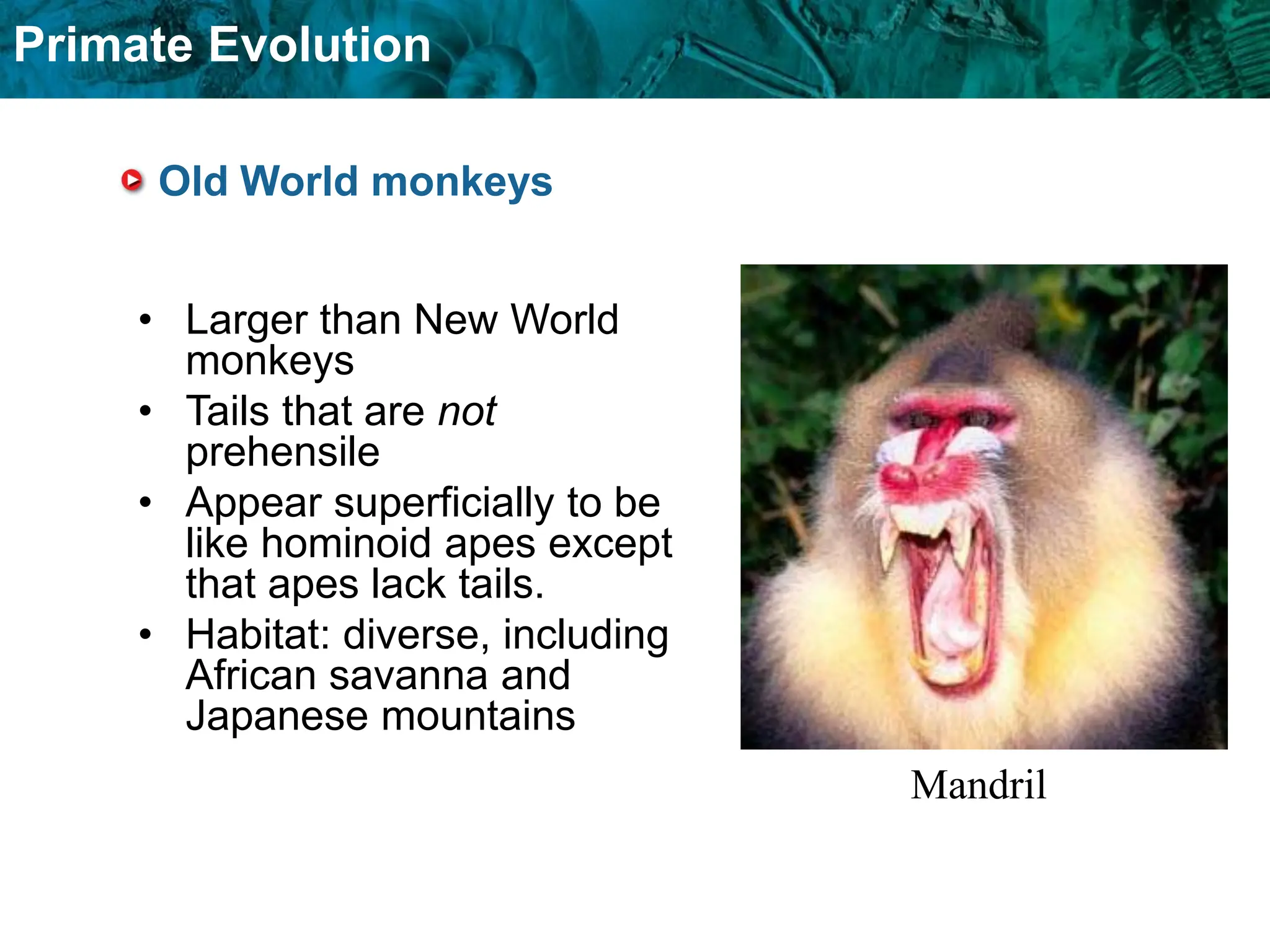 Primate Evolution.ppt