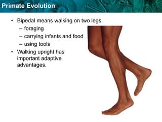 Primate Evolution.ppt