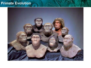 Primate Evolution.ppt