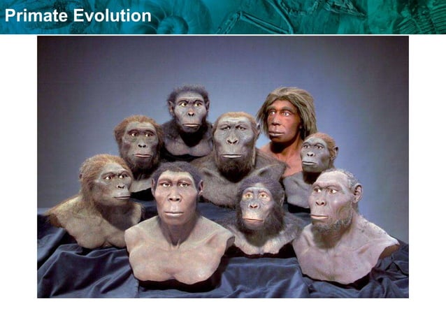 Primate Evolution.ppt