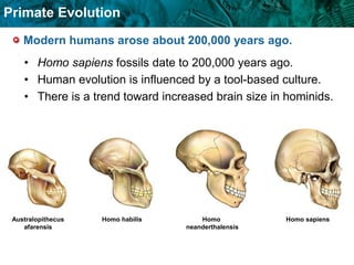 Primate Evolution.ppt