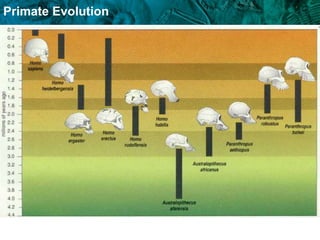 Primate Evolution.ppt